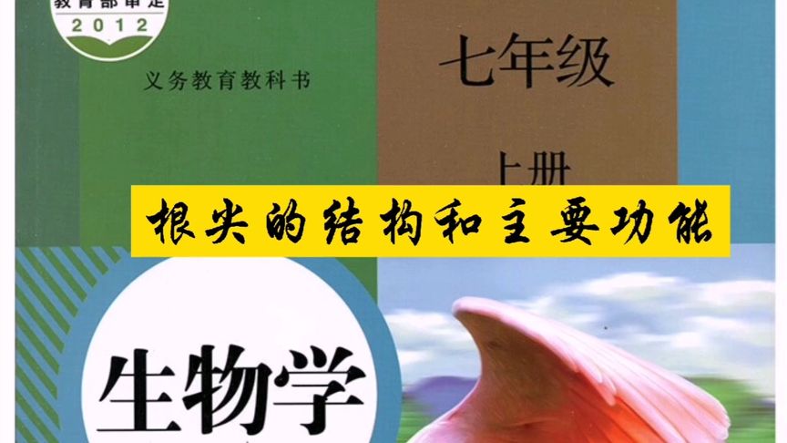 根尖的结构和主要功能——初中生物实验探究视频