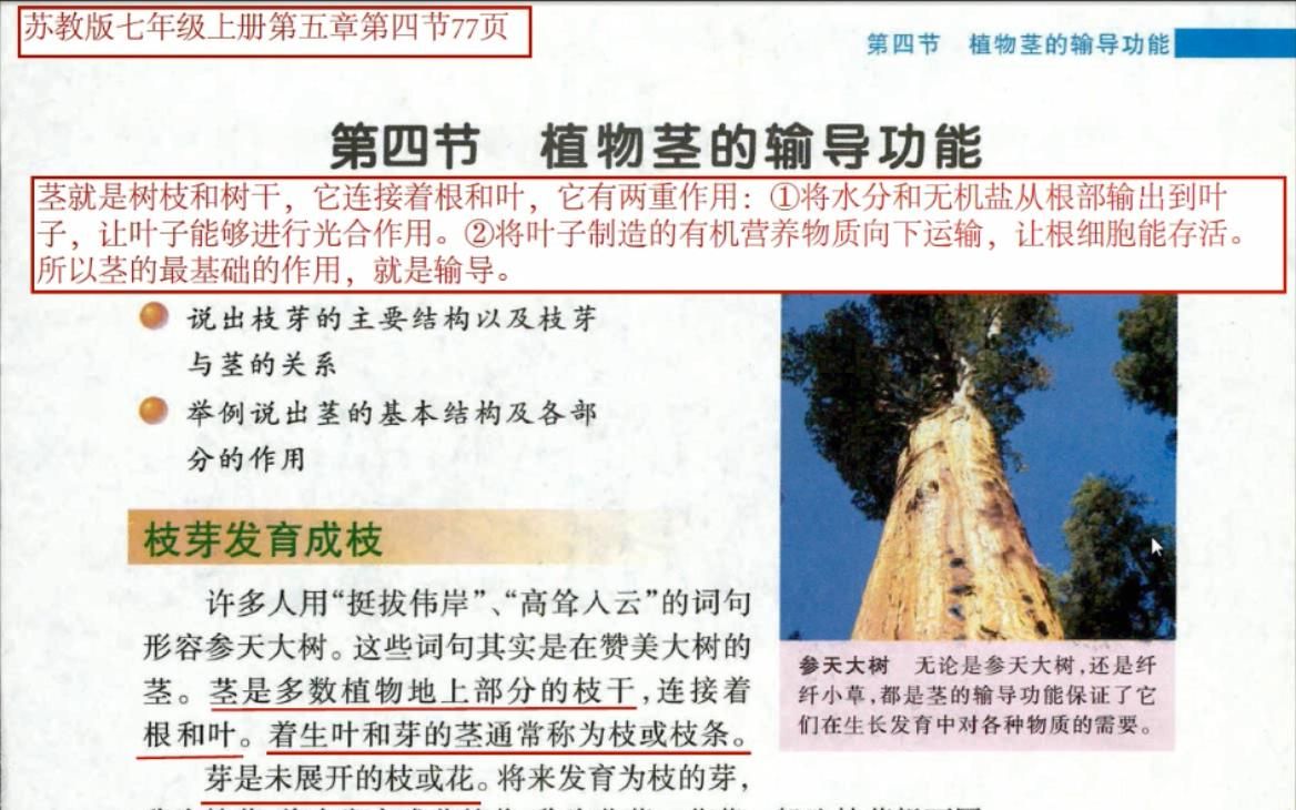 七上生物苏教版植物茎的输导功能