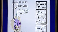 44《生理学》第二节 神经元间的信息传递