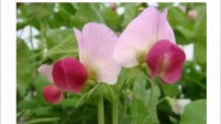 生物校本课程《校园栽培植物调查》郝雅南