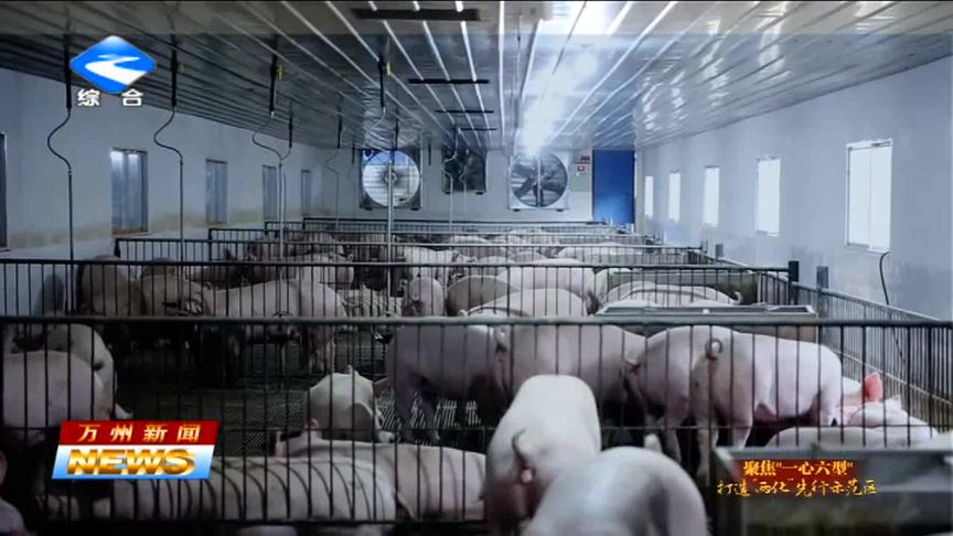 万州区加快推进100万头生猪生态养殖项目建设