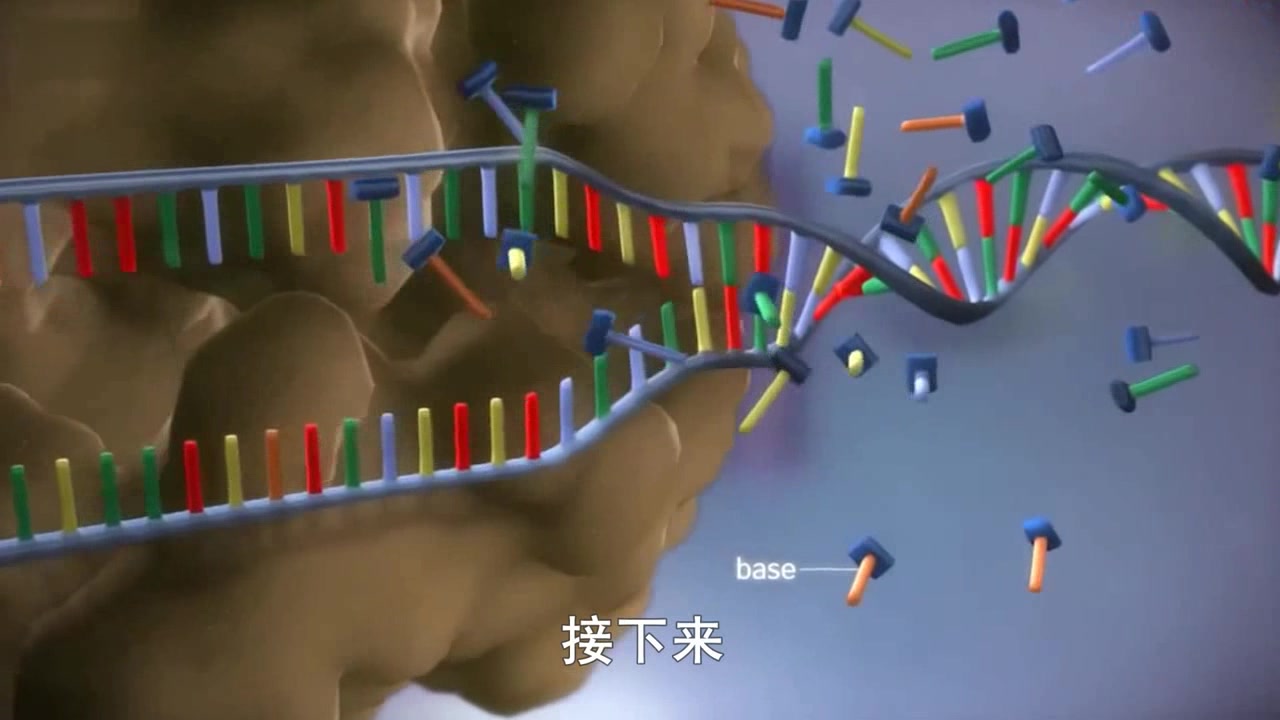 DNA转录