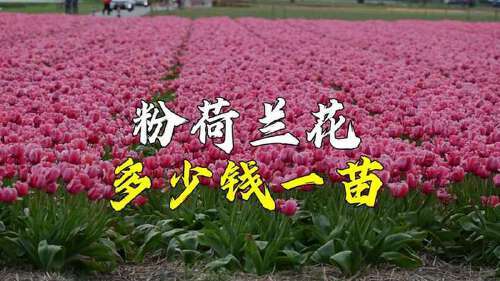 粉荷兰花价格大揭秘!一苗竟只要这个数?