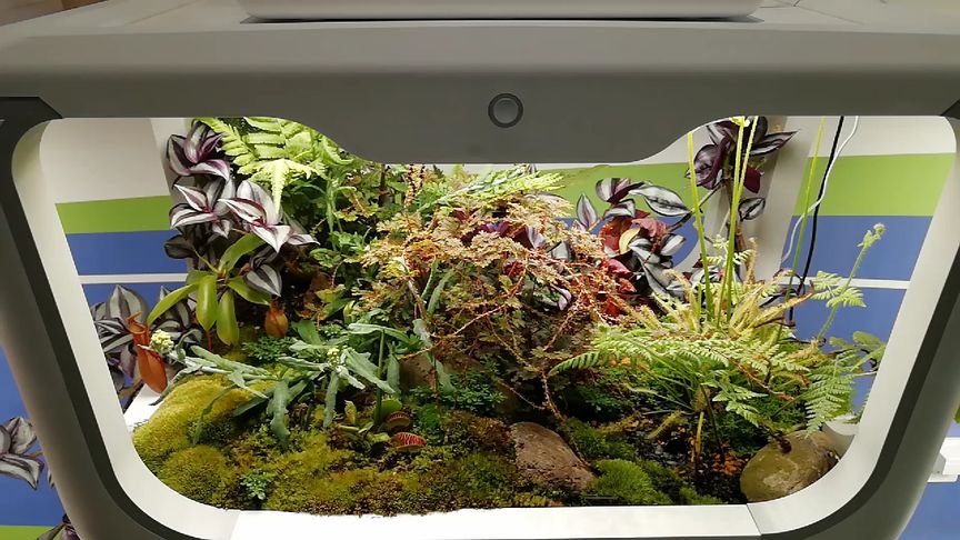 无土栽培花卉盆景更迷人