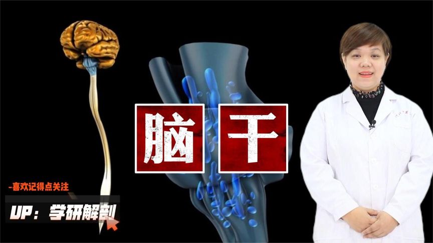 生命中枢所在位置,脑干,人体解剖学神经系统