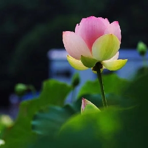 禅心小白菜 