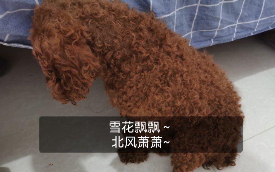 【可怜girl】分享一只被两只大狗按到麦地里打,并被咬了屁股的泰迪犬,...