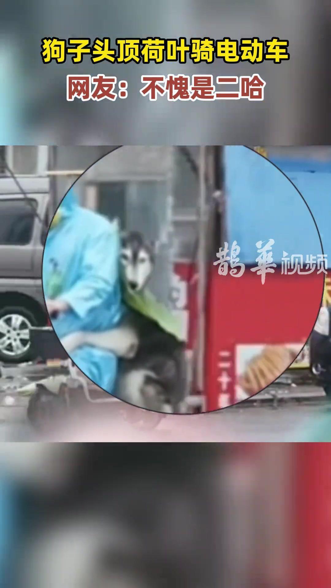 狗子头顶荷叶骑电动车网友:不愧是二哈!