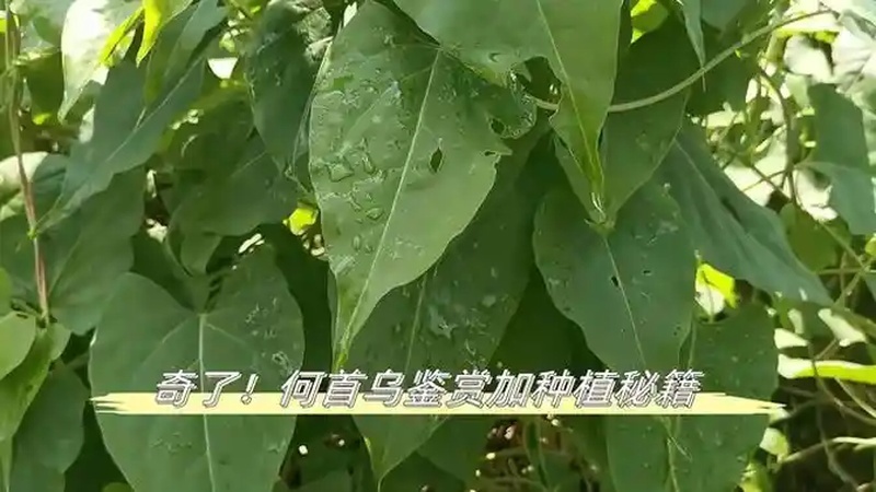 奇了!何首乌鉴赏加种植秘籍