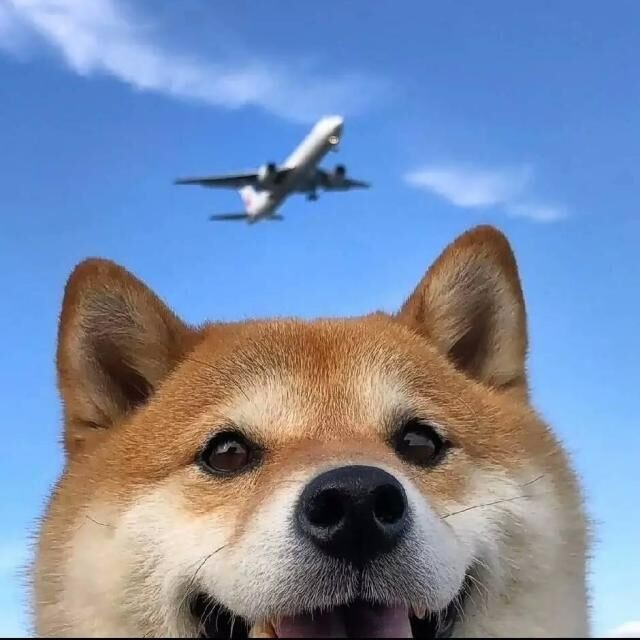 安倍博雅 