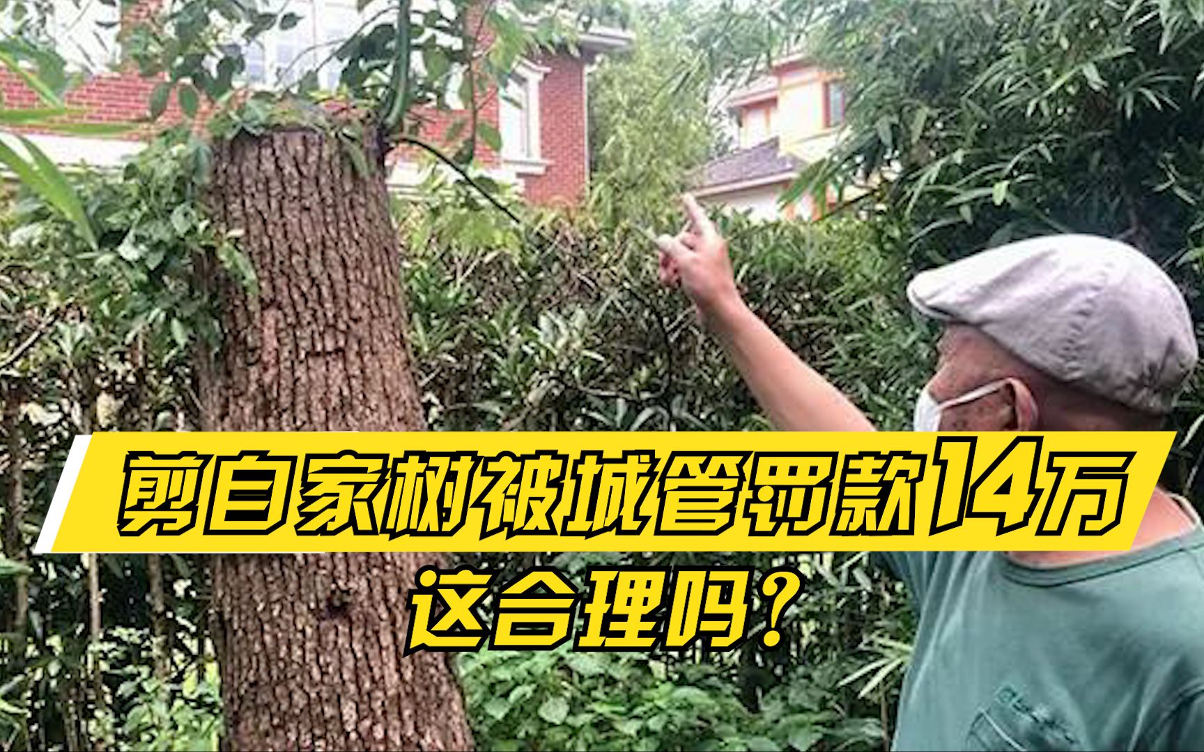 违法了?上海男子剪自家树被城管罚款14万,这合理吗?