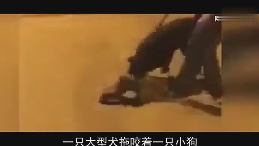 大型犬发狂咬死人咬死狗,养大狗之前看看这个视频!