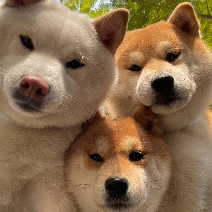 忧伤的梵高哥哥 