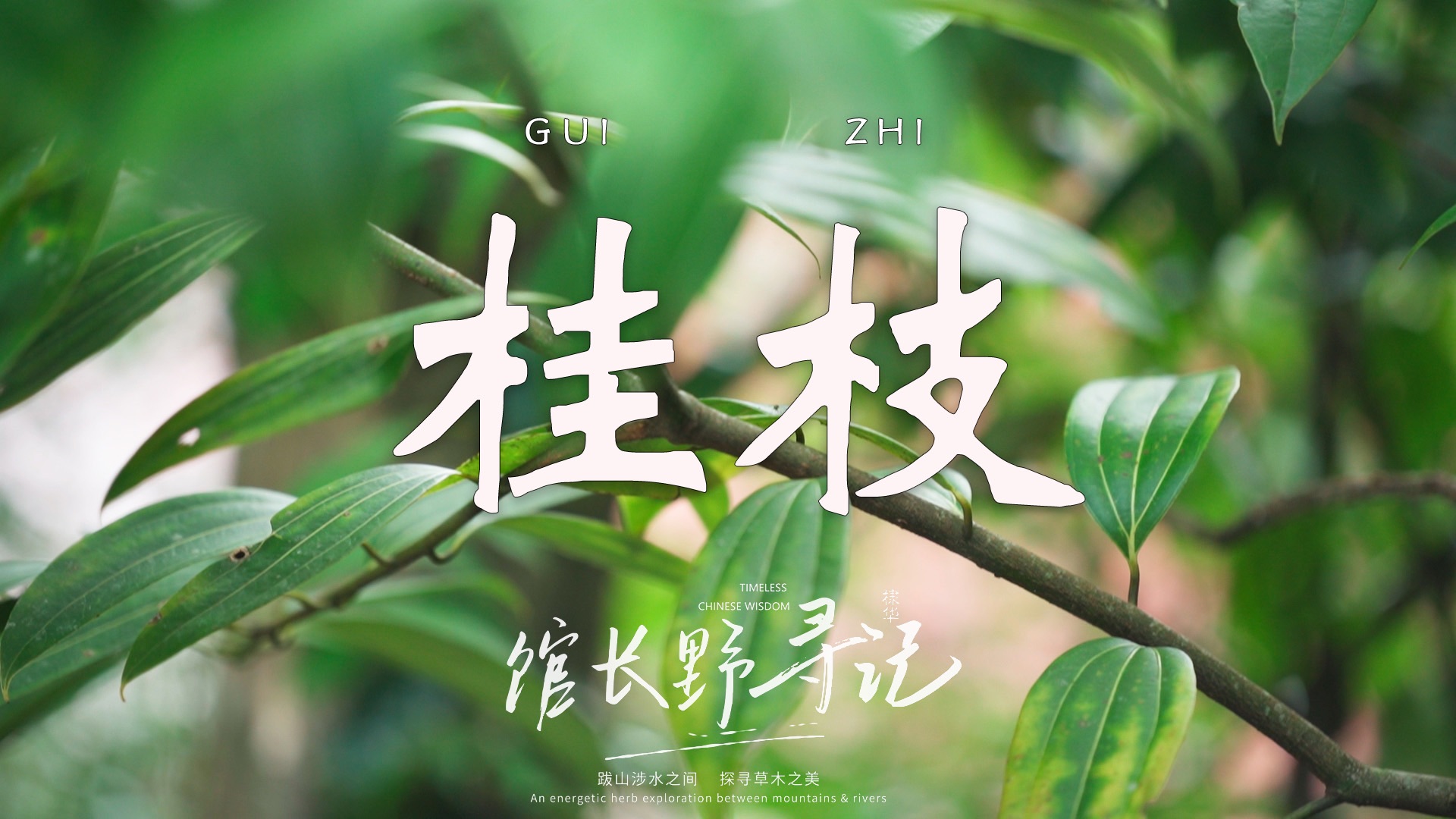 三分钟带你分清肉桂桂枝桂皮,只要你看到最后
