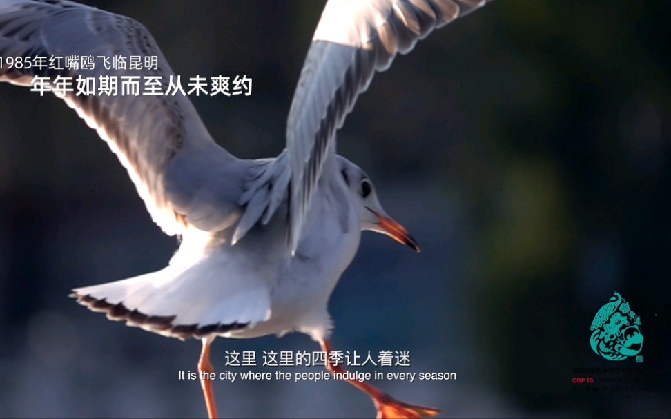 [Cop15] 这里是昆明