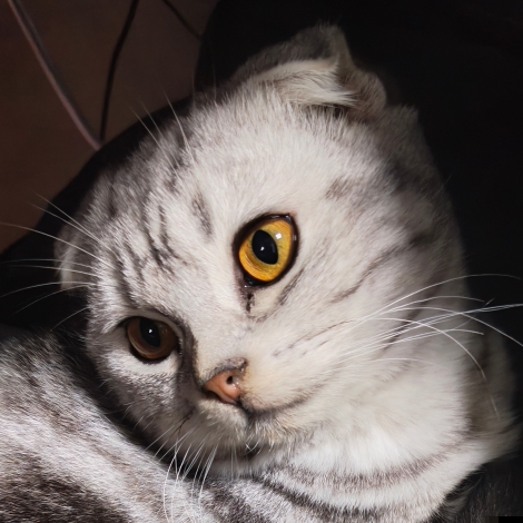 被厄运之鬼缠绕之人 