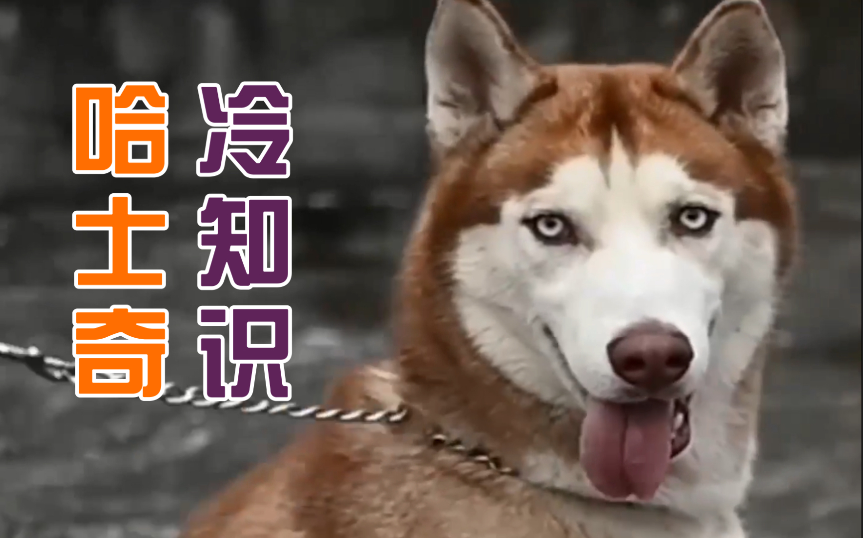 哈士奇冷知识:犬类智商排行第四十五名