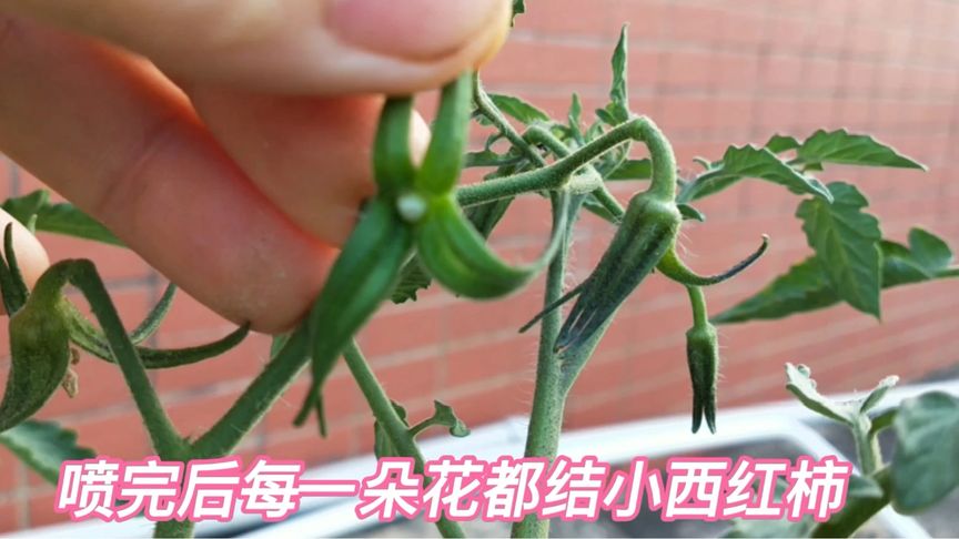 西红柿只开花不结果怎么办?喷点这种有机肥,能帮座果成功