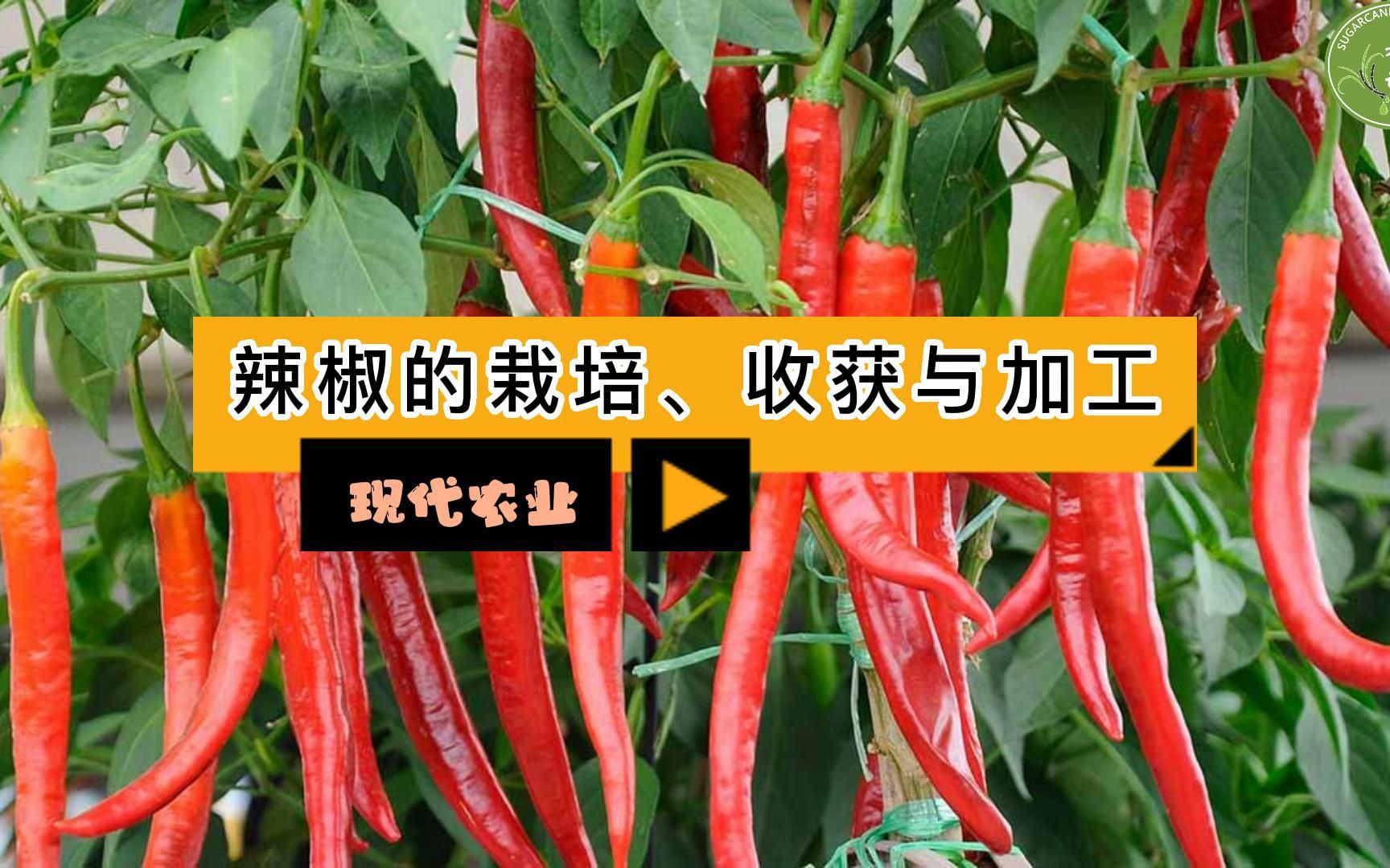 现代农业之——辣椒的栽培、收获与加工(老王讲糖系列视频)
