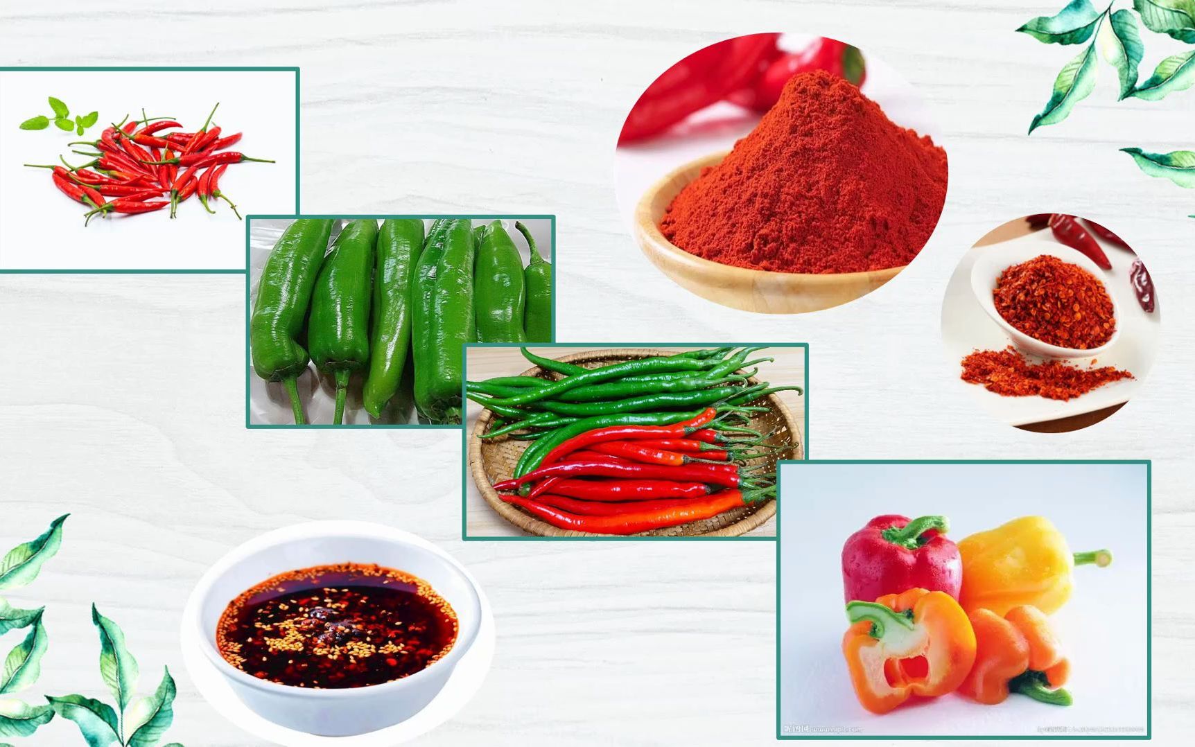 (三年级)单元六蔬菜的种植-2.种植辣椒(微课视频)