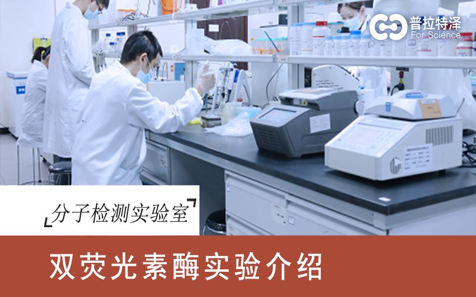 什么是双荧光素酶?双荧光素酶报告基因实验原理介绍