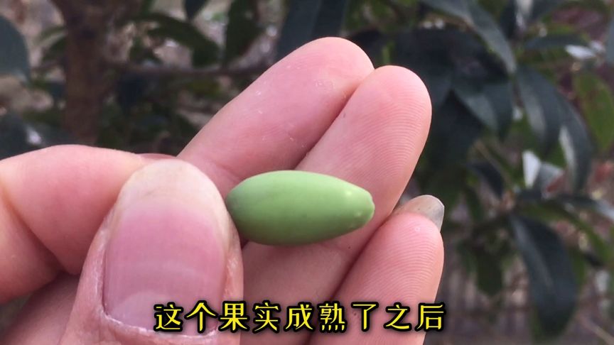 桂花树的果实是什么样的?