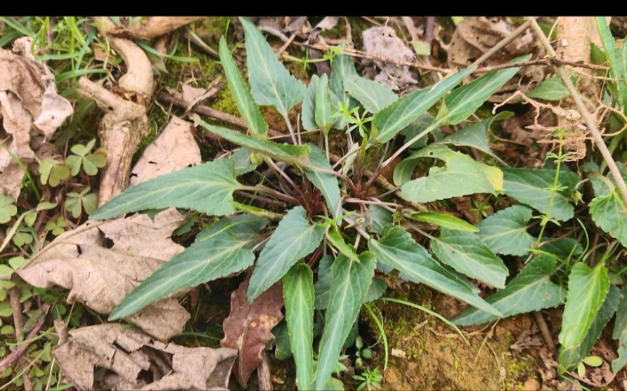 农村地里不起眼的铧头草,清肠排毒、解毒止痛,你知道多少