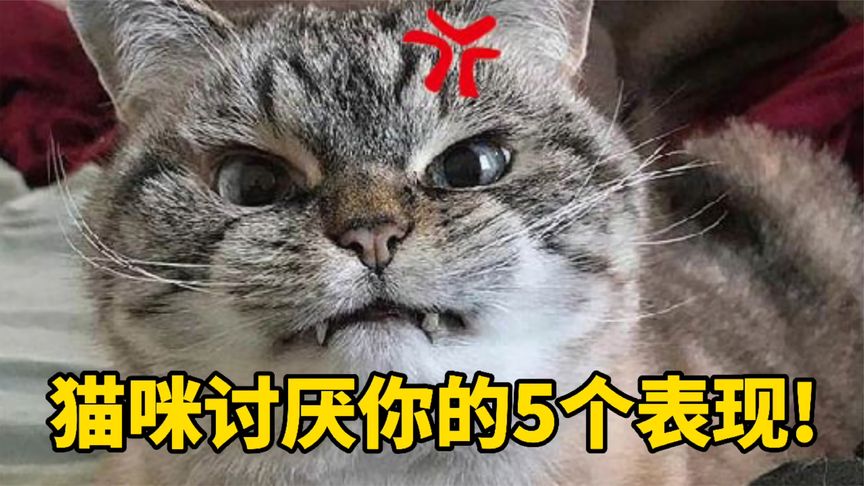 ߐ�猫咪讨厌你的5个表现,你中了几个?