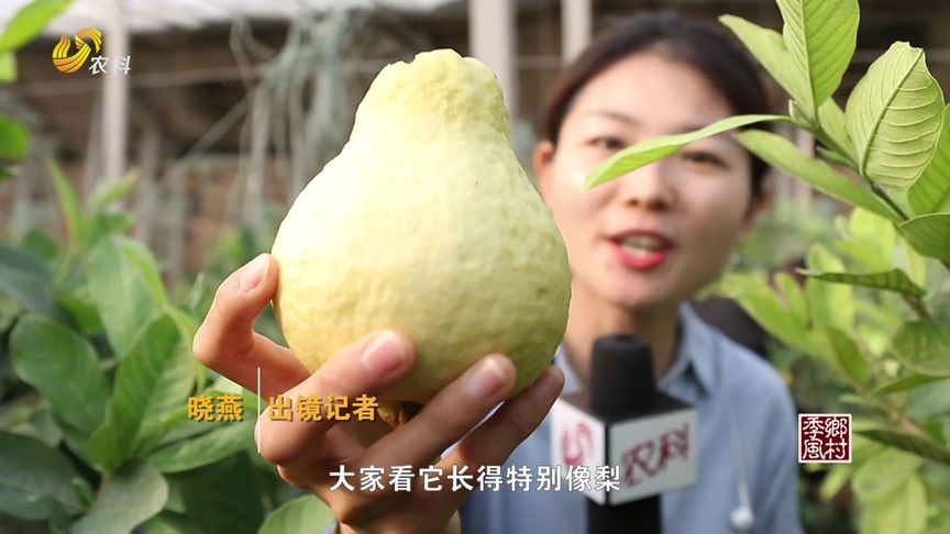 口感独特,一年四季开花结果,这个水果看着像梨不是梨,你吃过吗