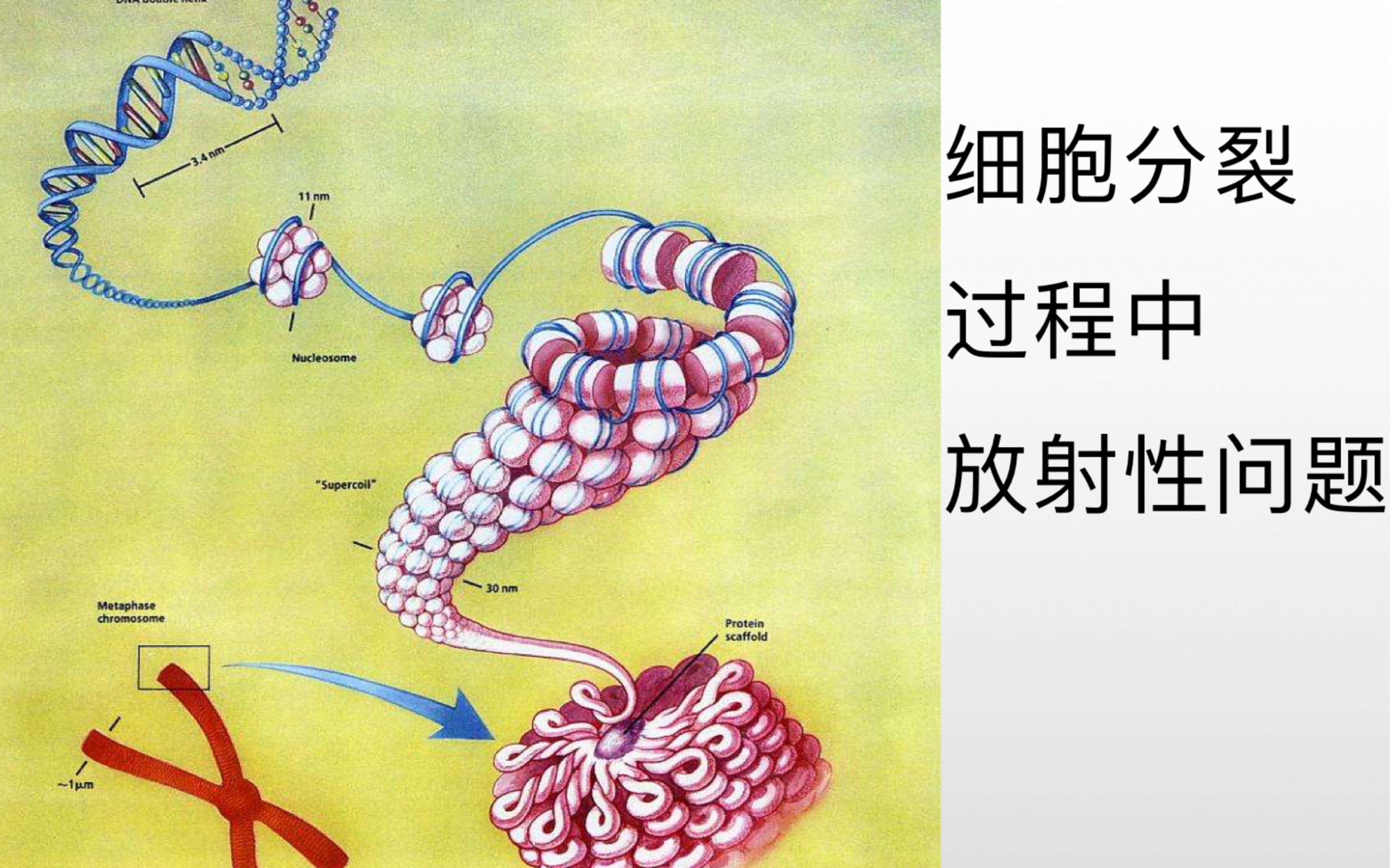 细胞分裂过程中染色体放射性分析