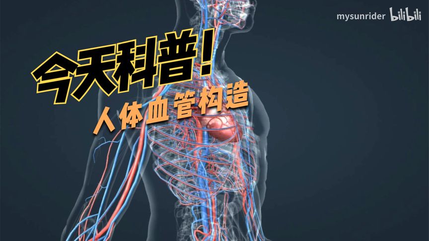 人体内的血管及其构造与作用,哈尔滨治疗下肢血管构造的医院!