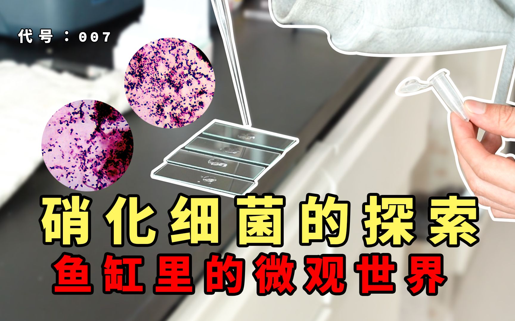 硝化细菌都长什么样?水族养鱼必看 | 硝化细菌知识点干货以及微观...