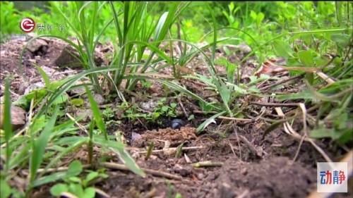 受精的雌性油芫菁找到了一个合适的产卵地点,开始挖土