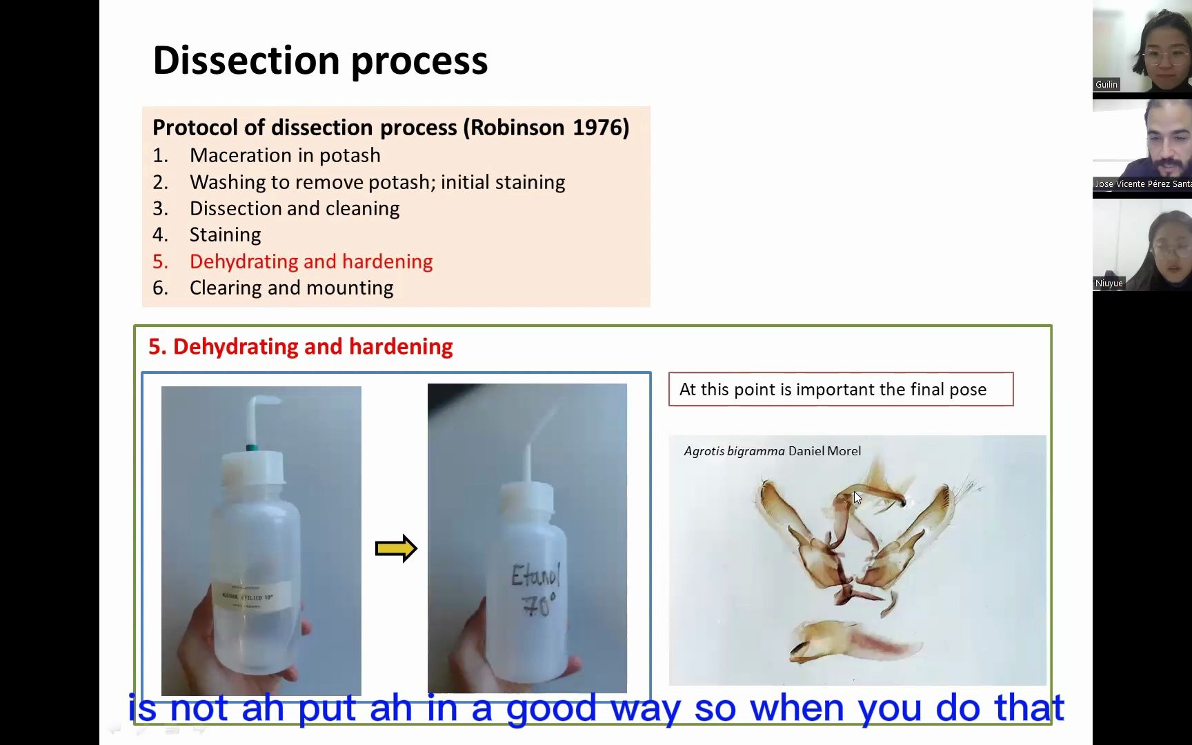 如何解剖蛾子的外生殖器?how to dissect moth genitalia?(下)