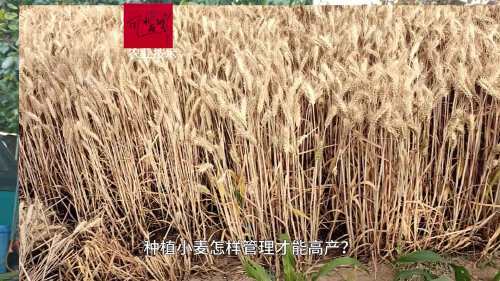 种小麦怎样管理才能有利于高产?