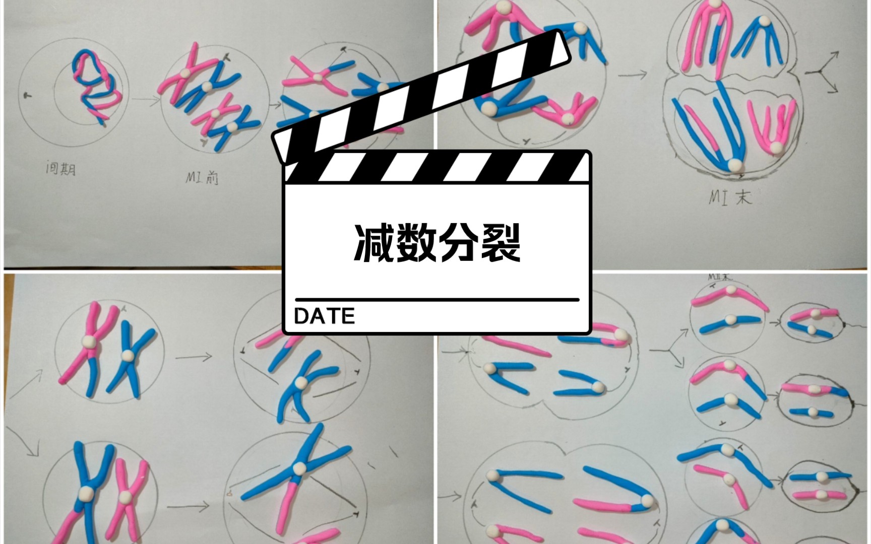 减数分裂过程模型