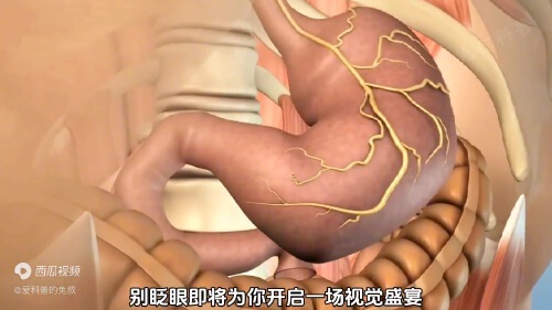 人体结构构造堪称大自然进化的奇迹之一,任何器官都无可替代