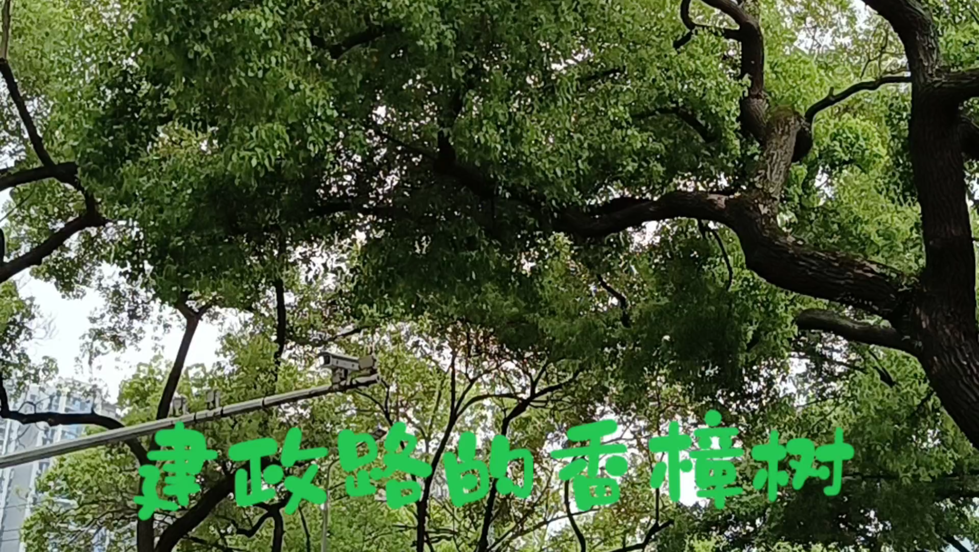 满街都是浓荫覆盖的香樟树,你见过吗