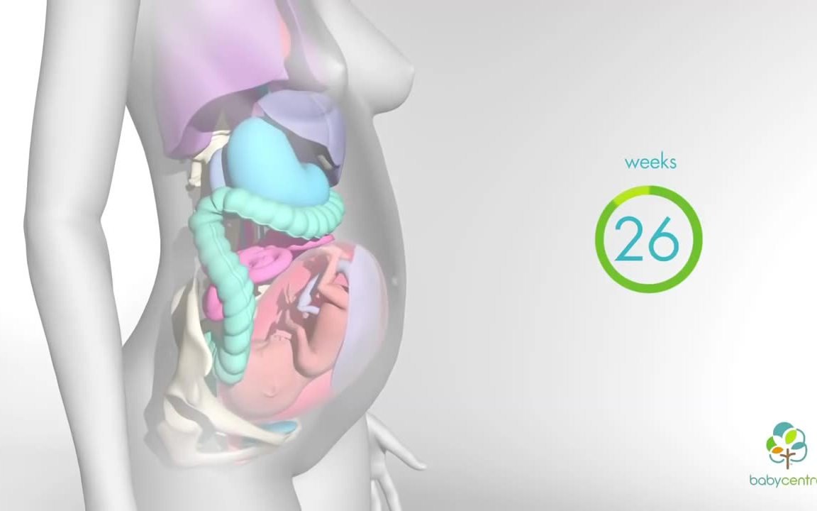 【3D动画】女性在孕期身体是如何变化的