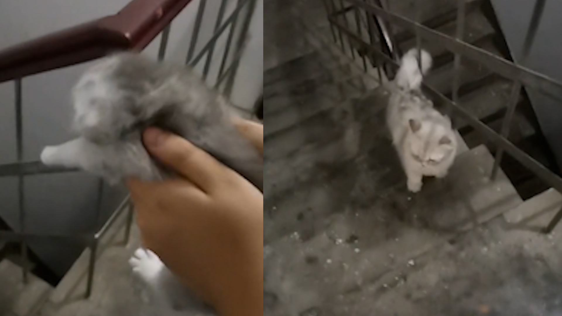 猫妈妈玩到不回家,主人抱着猫宝宝唤它回,蹑手蹑脚进家门笑翻了