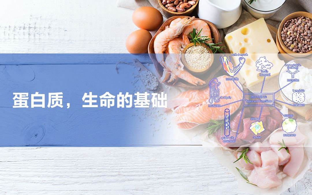 蛋白质-生命的基础,完全蛋白质,蛋白质如何被消化吸收