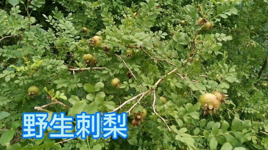 四川野生刺梨泡酒巴适得很,据说功效还特别多?你们了解多少呢?