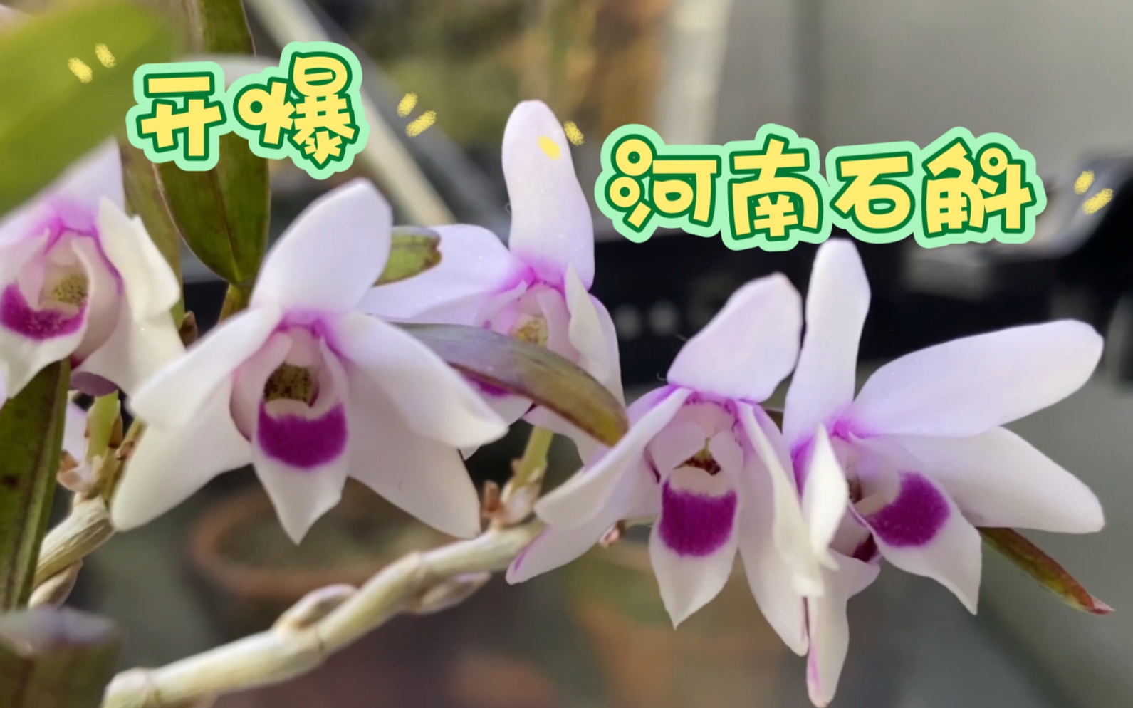 兰科植物 河南石斛(Dendrobium henanense,又称桂林米斛)开爆