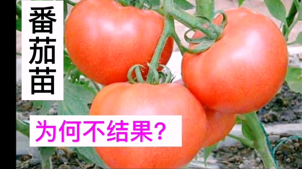 小家庭种番茄,不开花结果的原因,及解决方案