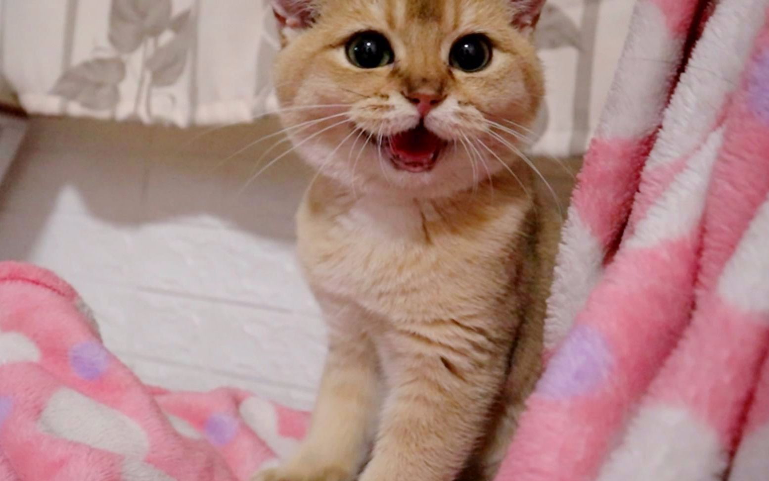 小猫空中踩奶表情享受,半分钟后竟然发情了