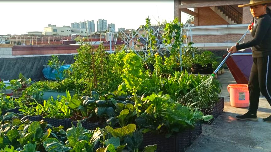 楼顶种菜:她用这种天然的消毒剂,给菜园杀菌消毒,既环保又肥土