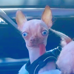 风吹叶落静其观 