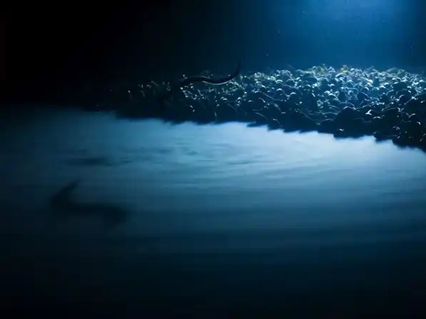 海底世界里那些奇奇怪怪的生物们