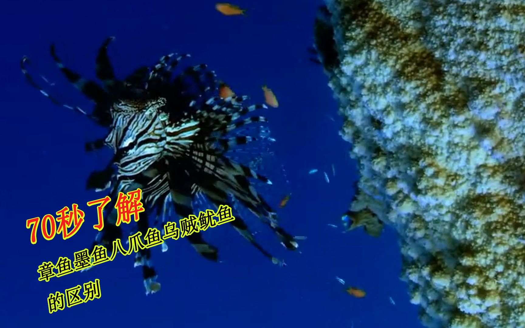 70秒准确区分章鱼墨鱼八爪鱼乌贼和鱿鱼