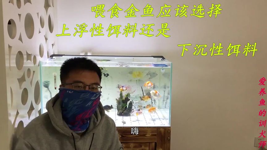 金鱼饵料该选择上浮性还是下沉性的,防止鱼儿生病你该这么选
